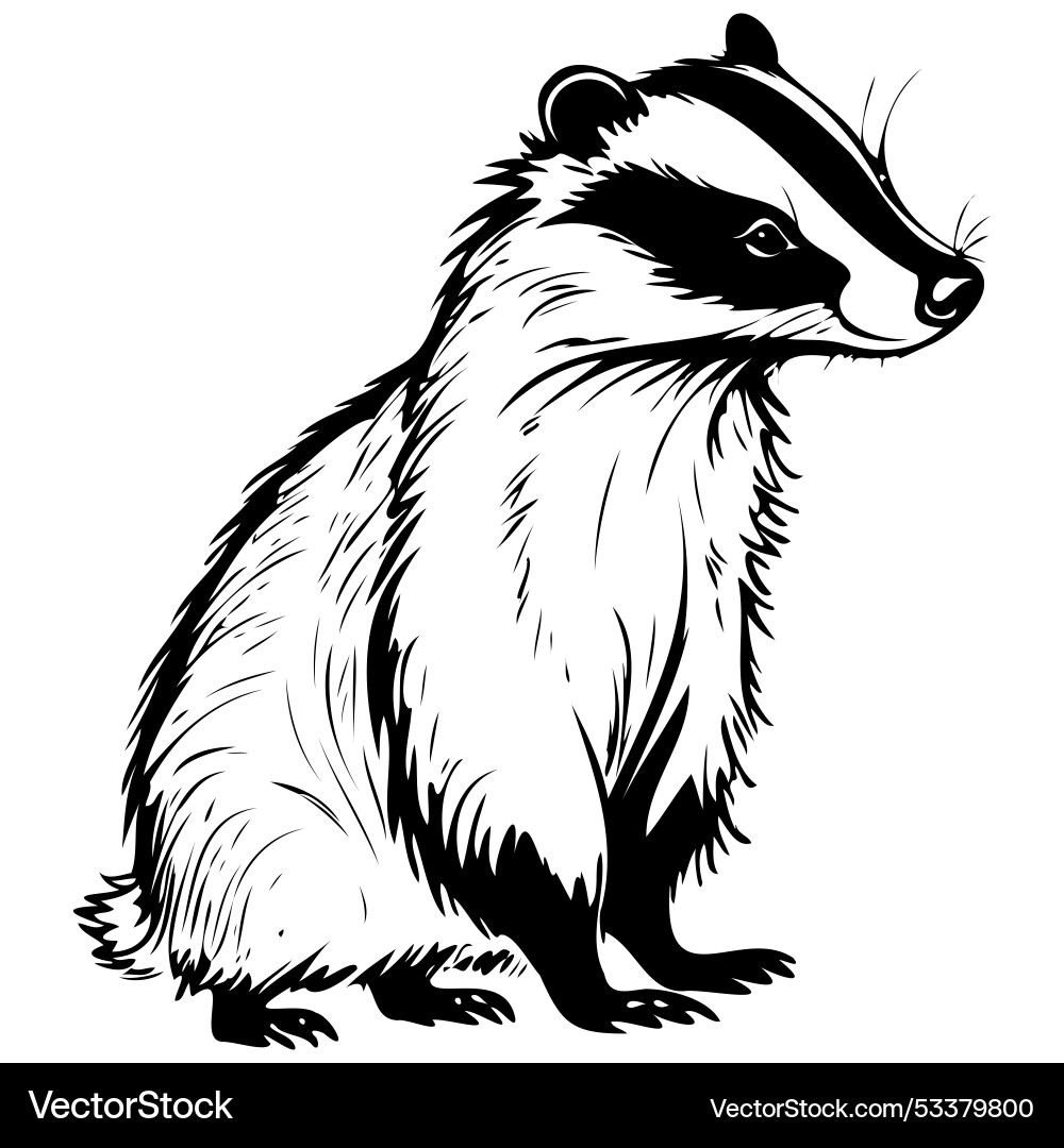 Badger monochrome hand drawn animal transparent Vector Image