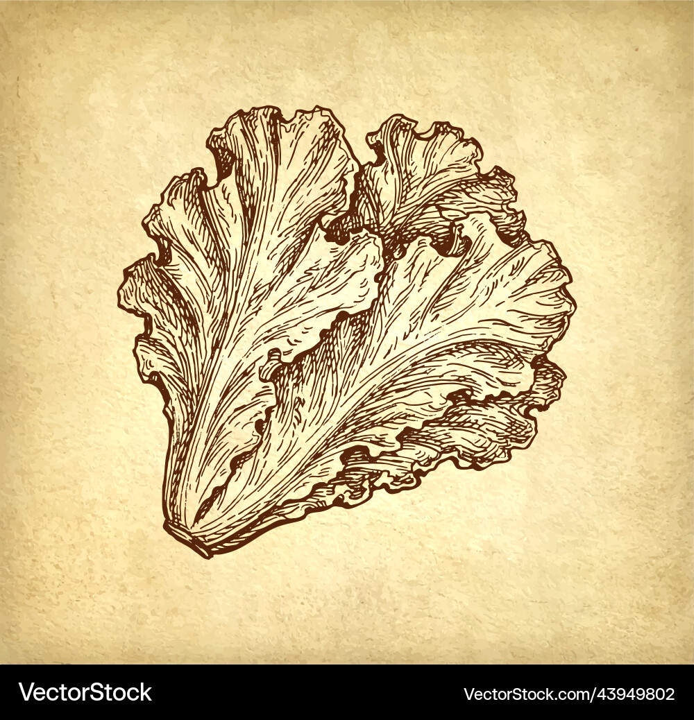 Vintage Lettuce Sketch Royalty Free Vector Image