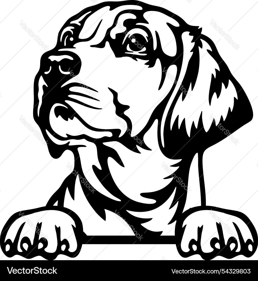 Peeking labrador retriever - dog breed pet – Royalty-Free Vector ...