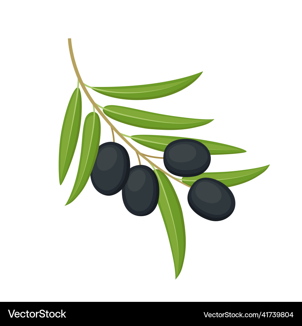 Black olives on branch isolated white Royalty Free Vector