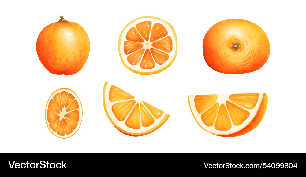 Orange fruit watercolor set fresh summer fruit Vector Image