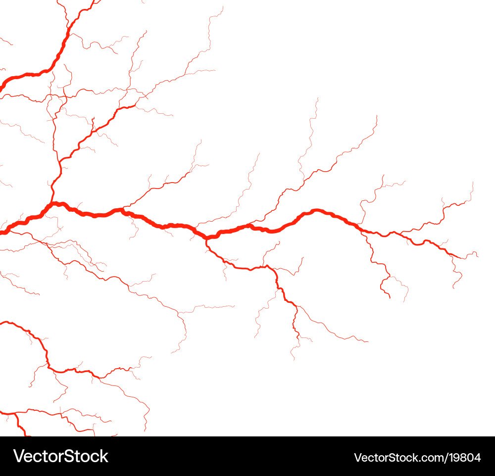 Veins Royalty Free Vector Image - VectorStock