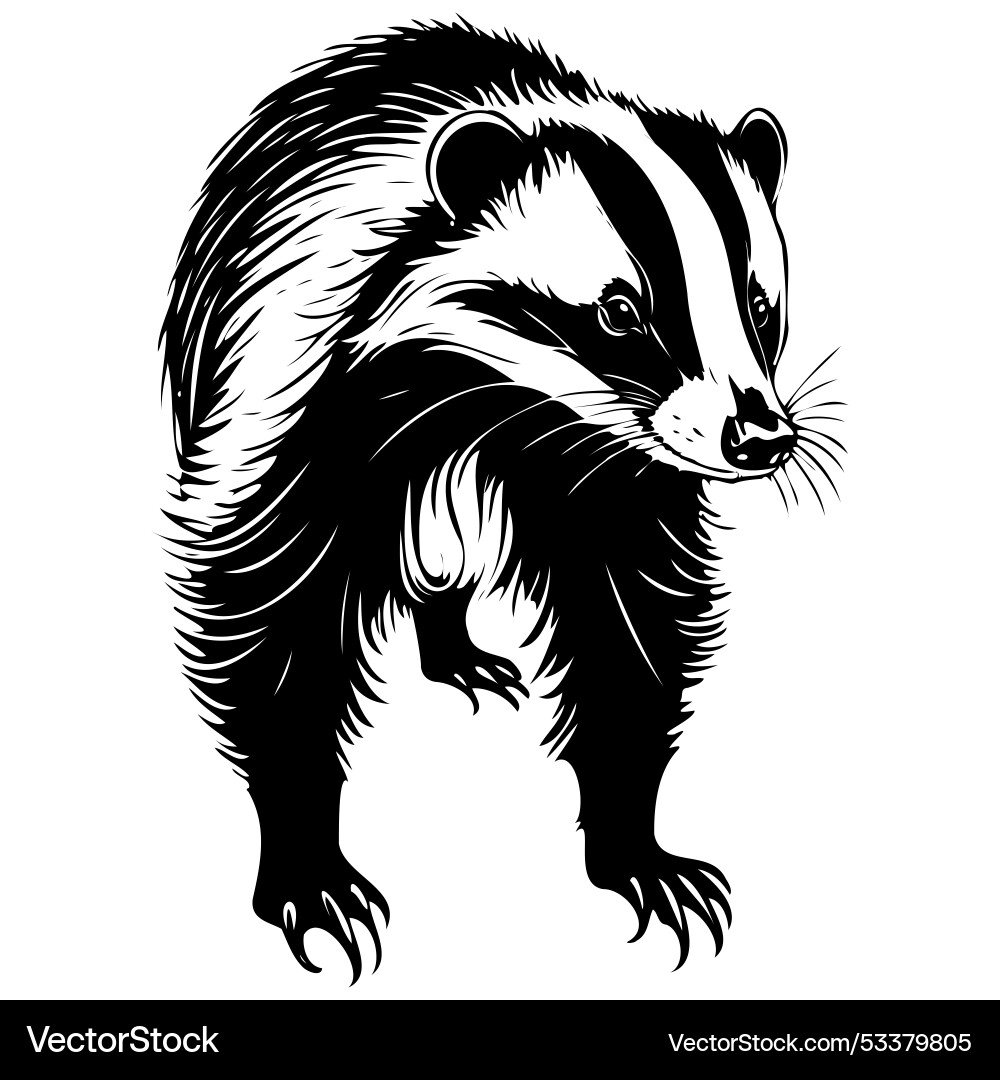 Badger portrait ink hand drawn animal Royalty Free Vector