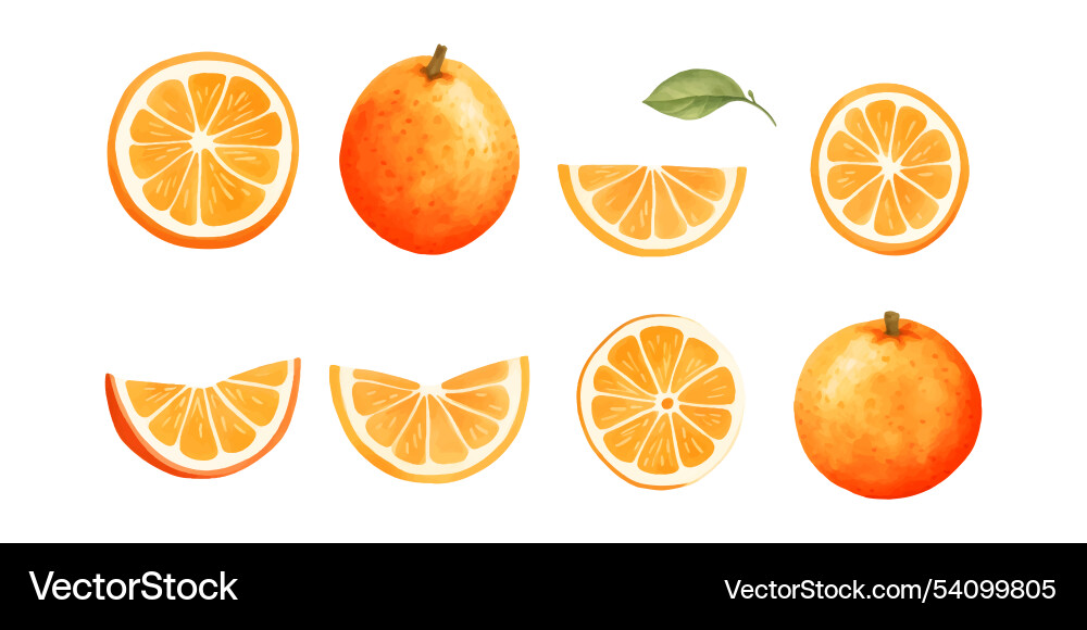Orange fruit watercolor set fresh summer fruit Vector Image