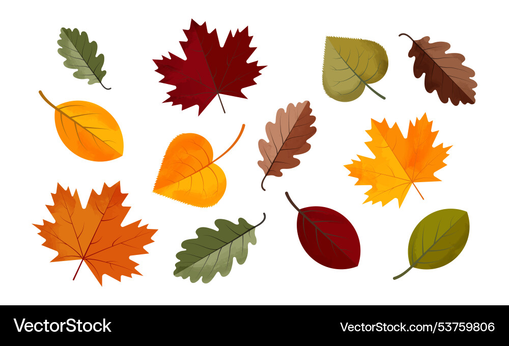 A set of fall leaves isolated Royalty Free Vector Image