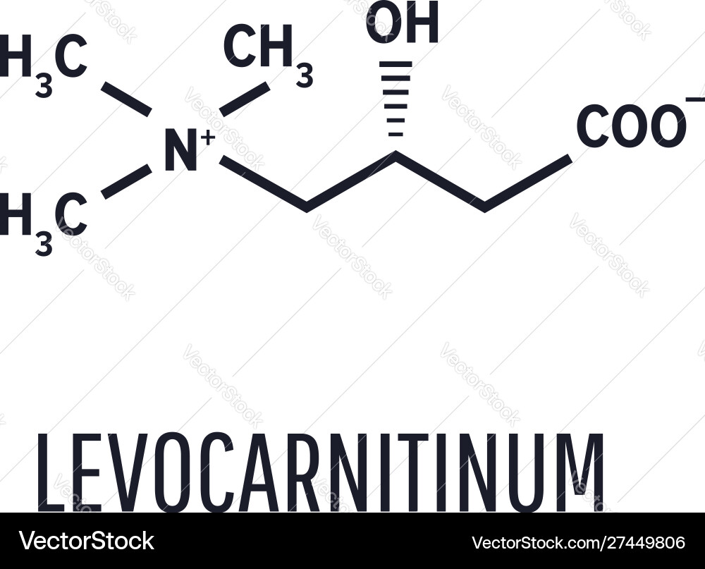 Levocarnitine biological molecule acetylcarnitine Vector Image
