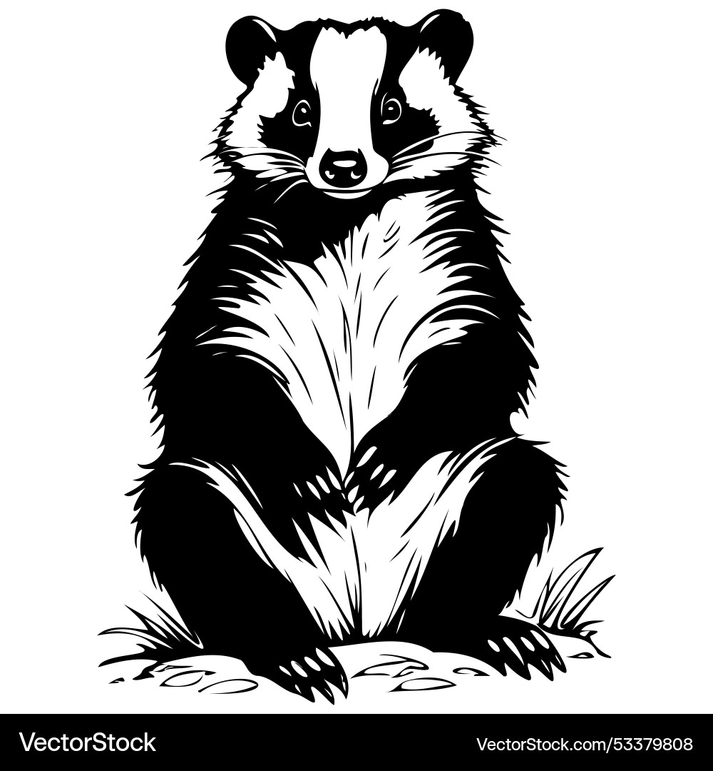Badger sitting engrave hand drawn animal Vector Image