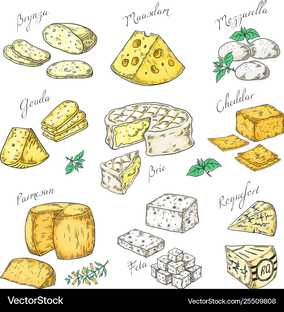 Hand drawn cheese doodle appetizers and food Vector Image