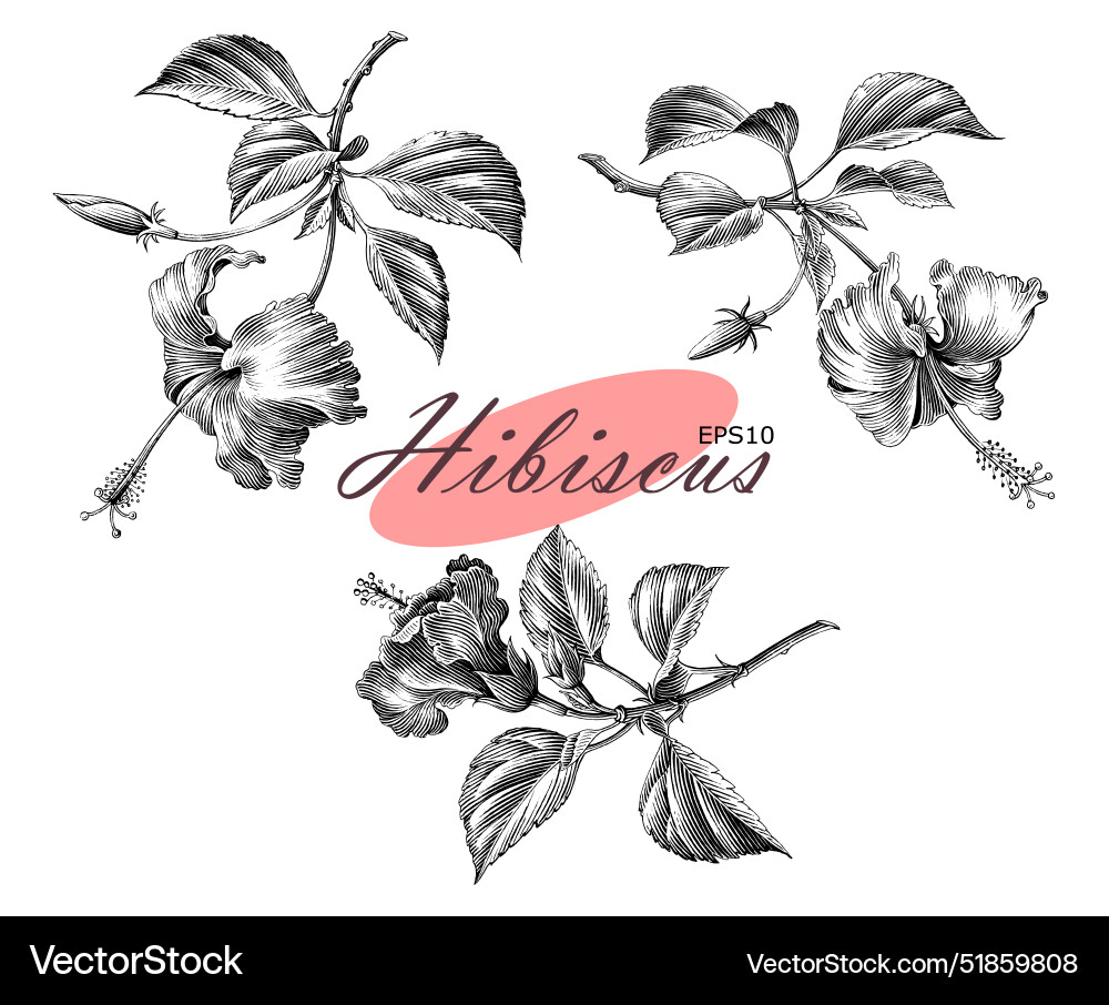 Hibiscus Royalty Free Vector Image - VectorStock