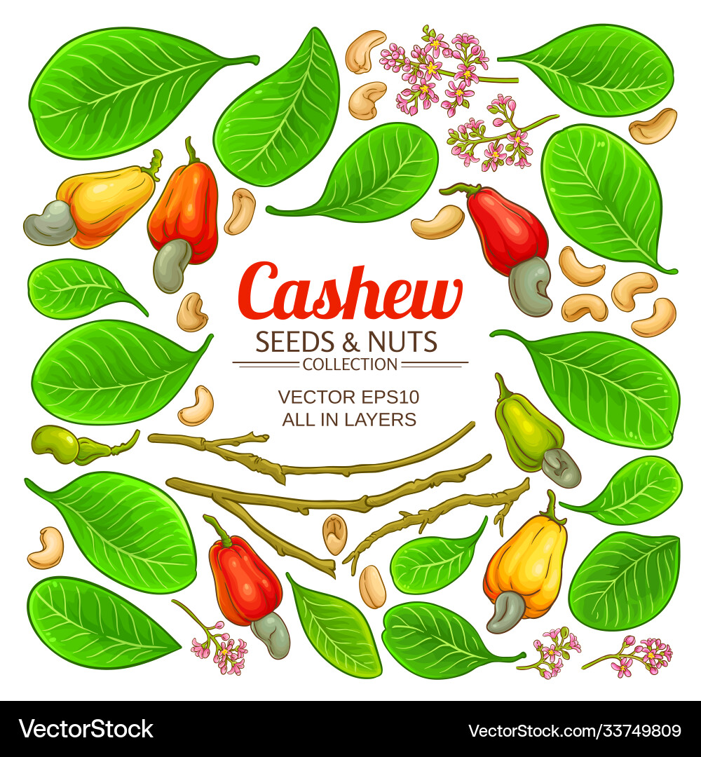 Cashew plant elements set on white background Vector Image