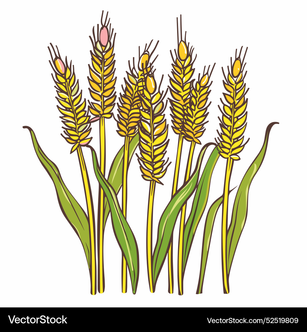 Golden wheat stalks cluster isolated white Vector Image