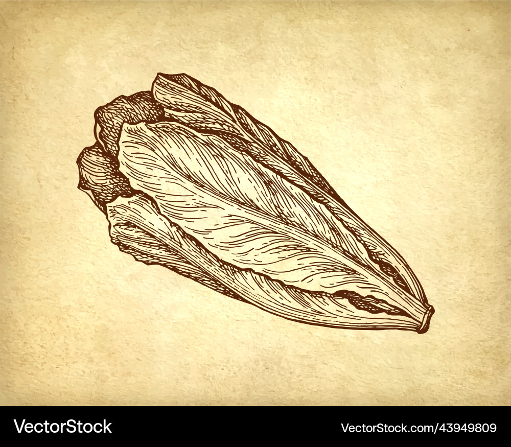 Ink drawing of romaine lettuce Royalty Free Vector Image