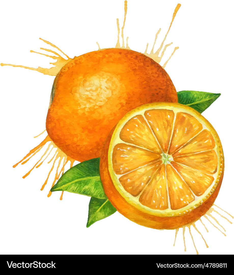 Watercolor orange sketch Royalty Free Vector Image