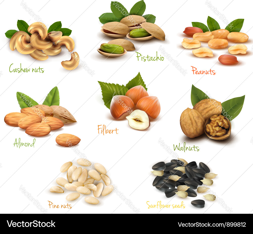 Mega collection of colorful nuts Royalty Free Vector Image