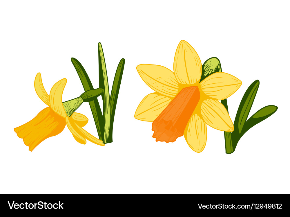 Vintage daffodil flower Royalty Free Vector Image