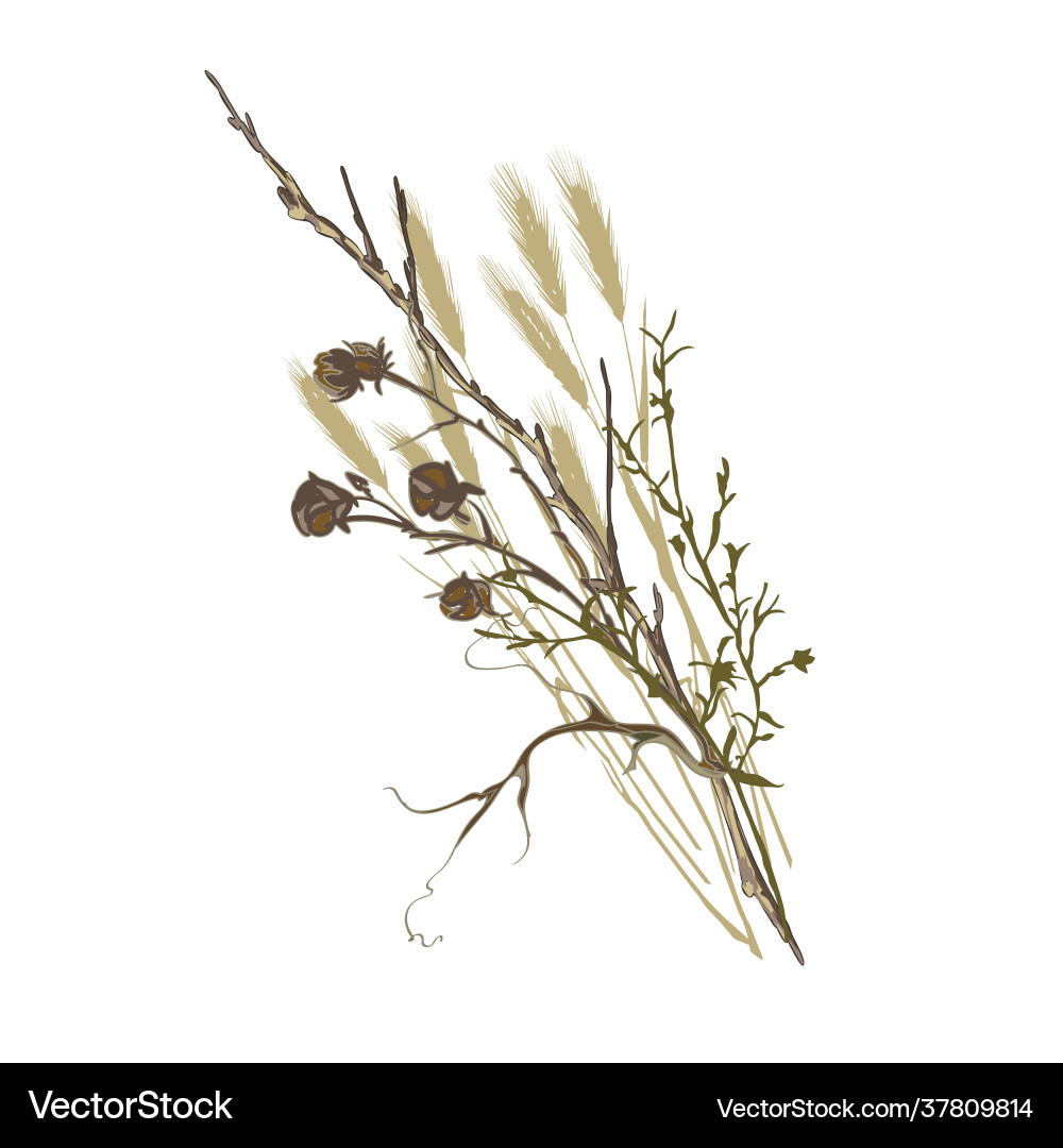 Bouquet wild herbs Royalty Free Vector Image - VectorStock