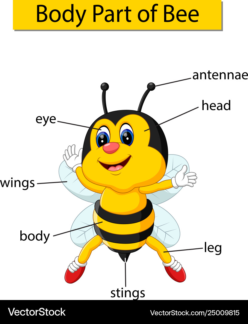 Bee Anatomy Diagram - Body Parts Royalty Free Vector Image