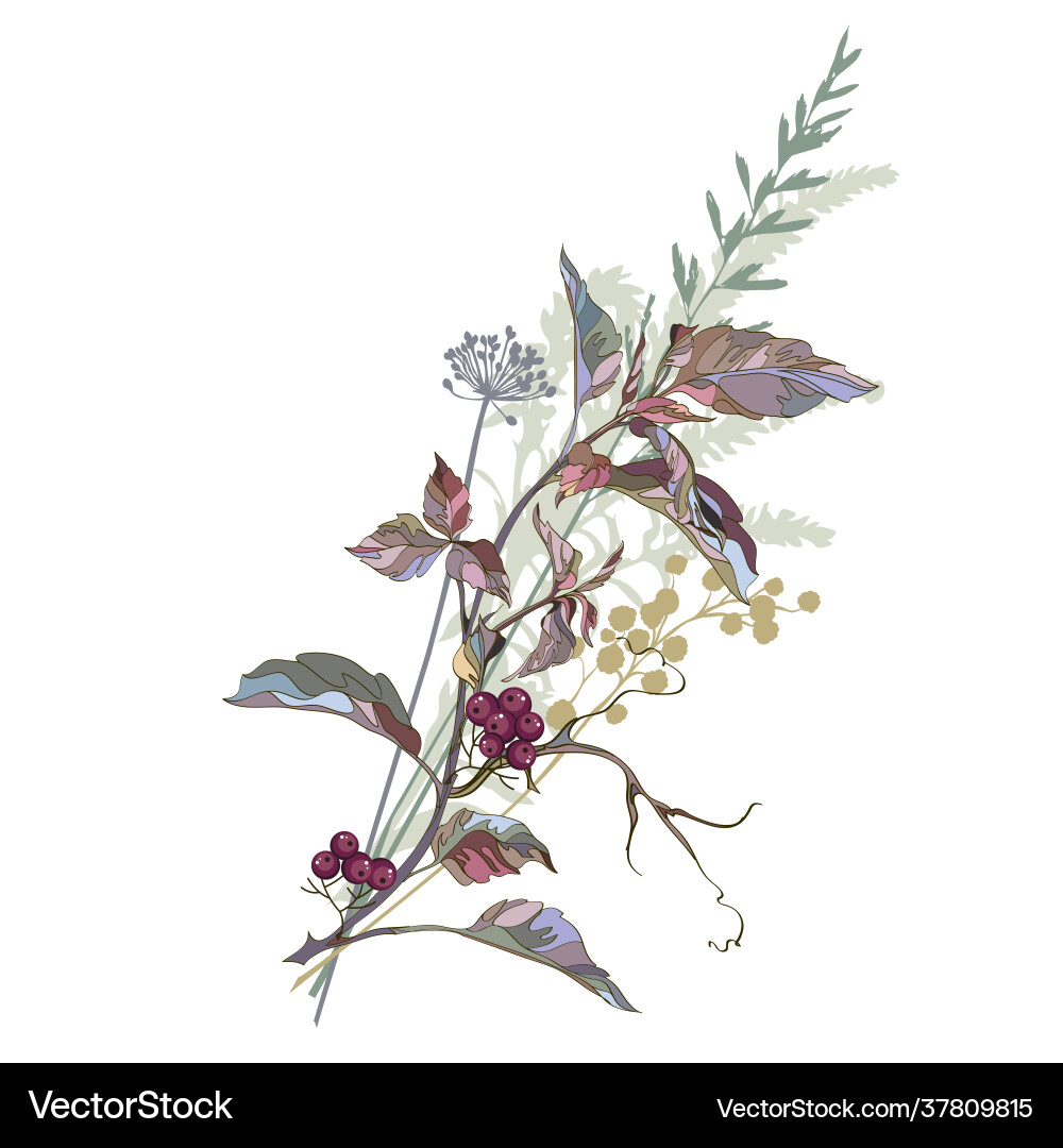 Bouquet wild herbs Royalty Free Vector Image - VectorStock