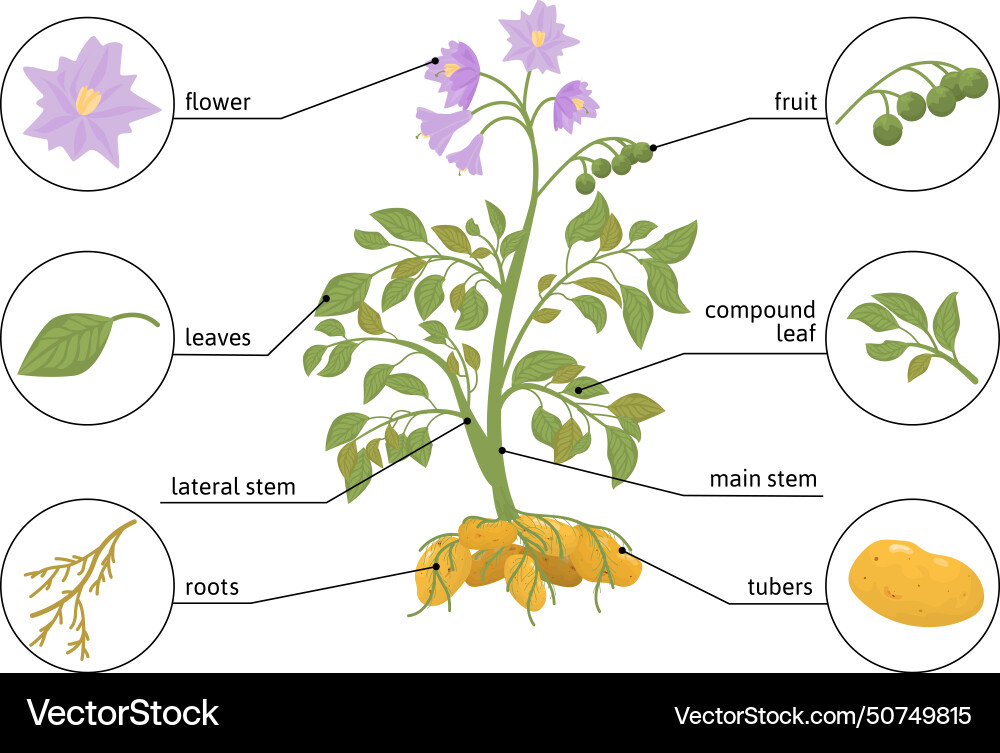 Potato plant flat infographics Royalty Free Vector Image