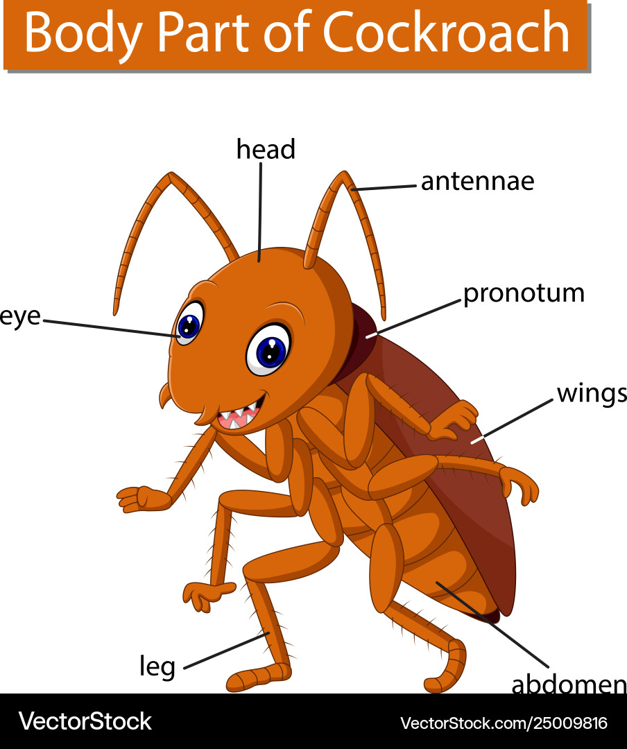 Cockroach Body Parts Cockroach Pictures: Photo Gallery With Images