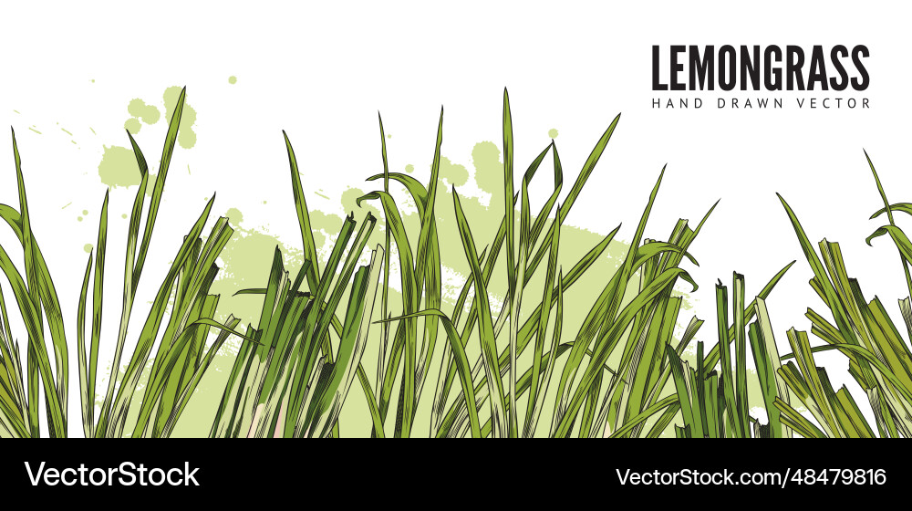 Lemongrass seamless decorative border edge Vector Image