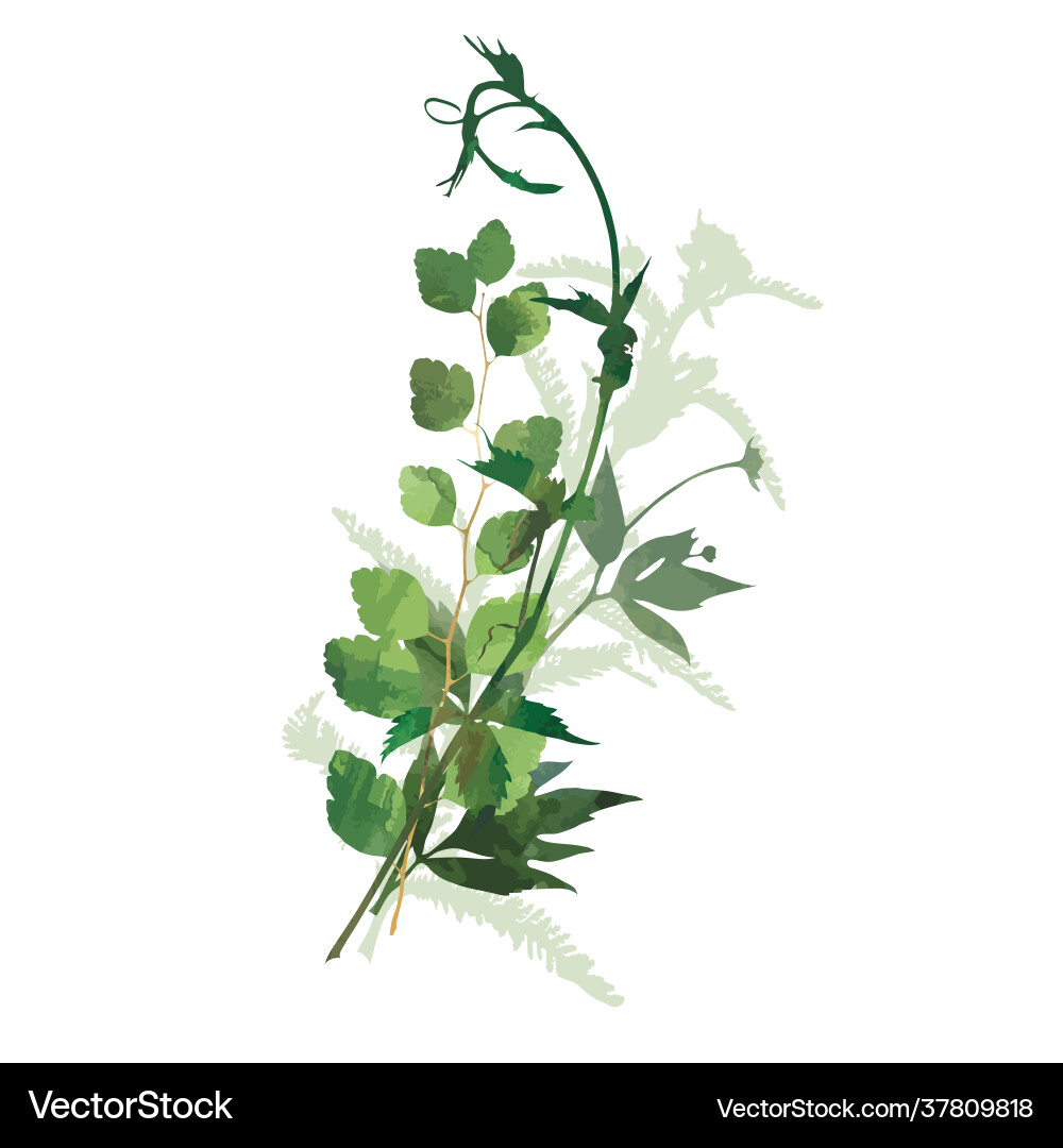 Bouquet wild herbs Royalty Free Vector Image - VectorStock