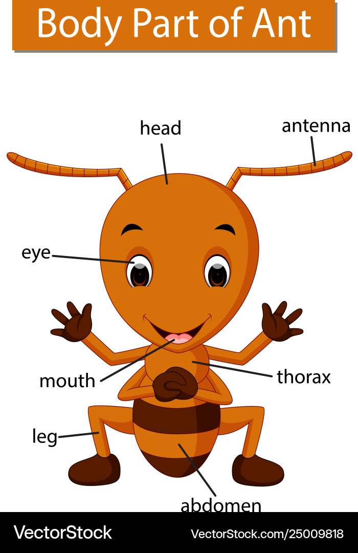 Diagram showing body part ant Royalty Free Vector Image