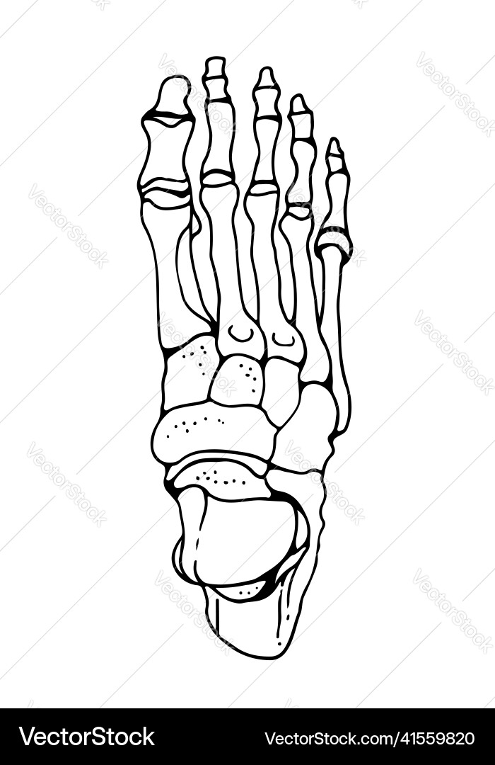 Human Foot Bones Anatomy Sketch Royalty Free Vector Image
