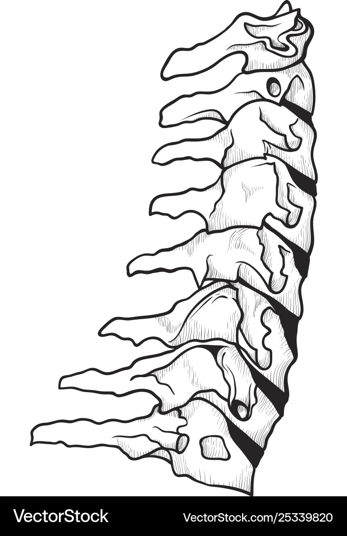 Spine icon skeletal orthopedic and spinal Vector Image