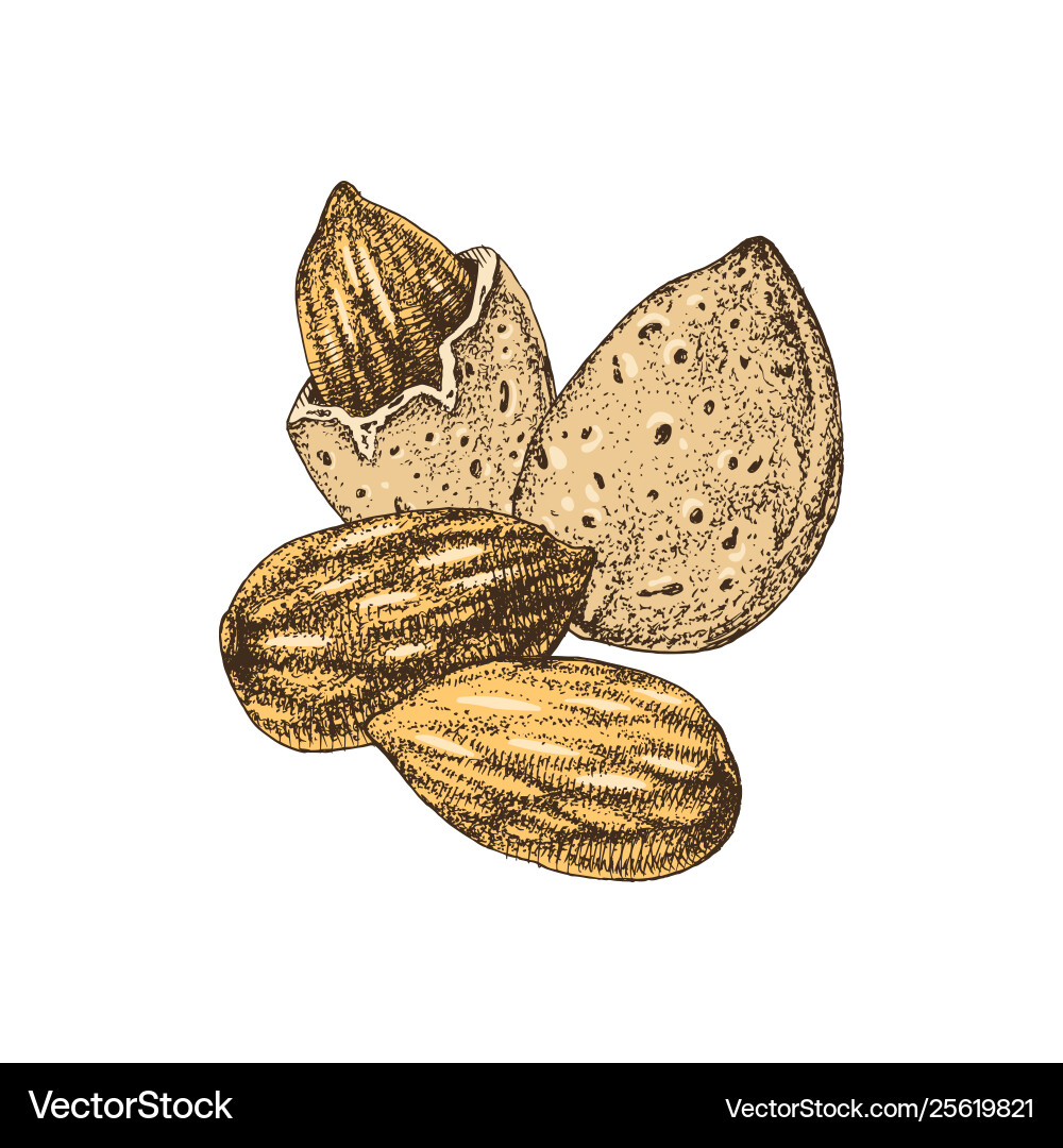 Hand drawn almonds Royalty Free Vector Image - VectorStock