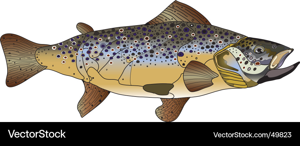 Brown trout Royalty Free Vector Image - VectorStock