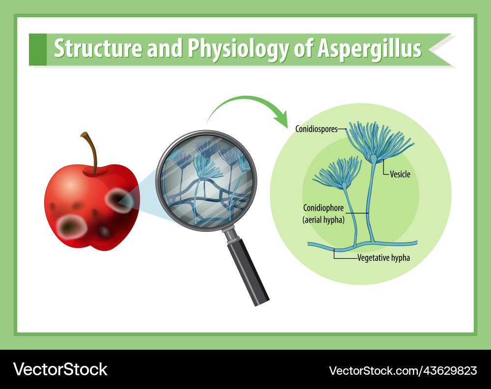Structure and physiology of apple aspergillus Vector Image