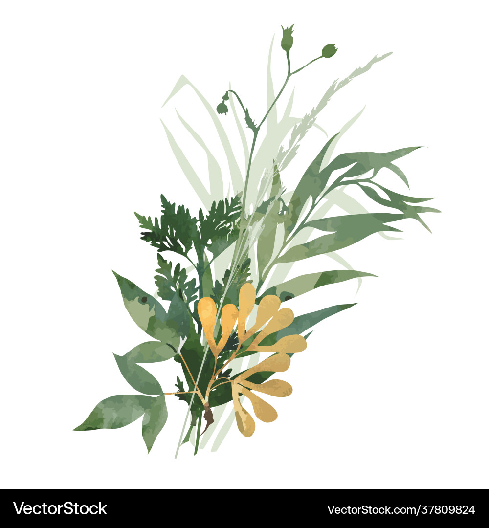Bouquet wild herbs Royalty Free Vector Image - VectorStock