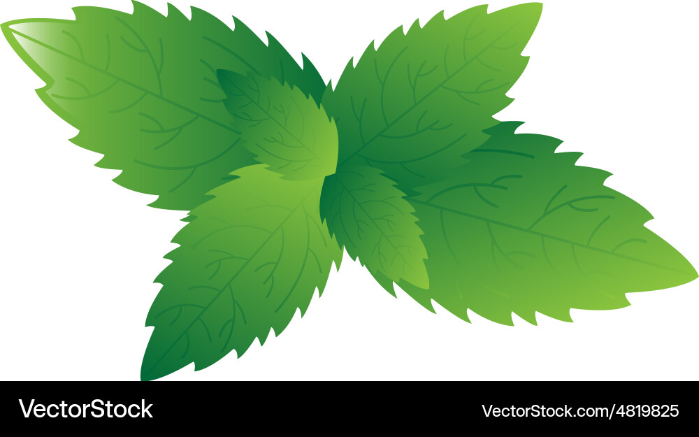 Fresh Mint Leaves Royalty Free Vector Image - VectorStock