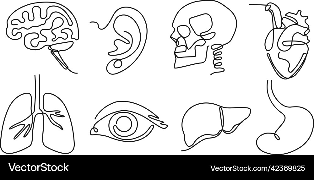 Human Anatomy - Single Line Organs Royalty Free Vector Image