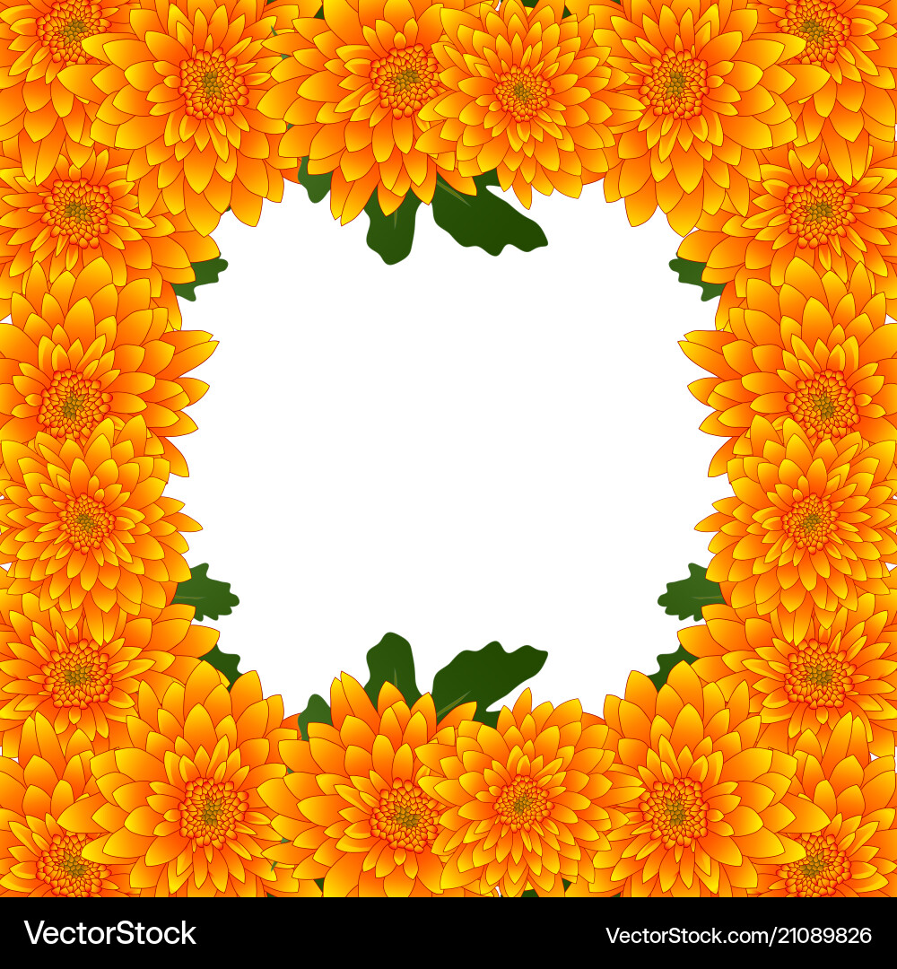 Yellow mum chrysanthemum flower border Royalty Free Vector
