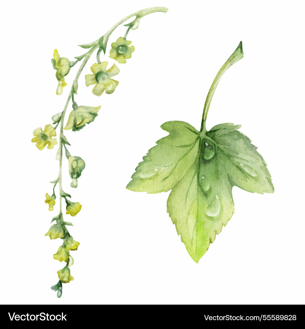 Green leaf long cluster flower in water dew drops Vector Image