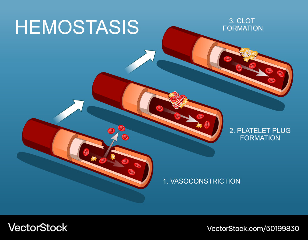 Hemostasis und Wundheilungskoagulation Lizenzfreier Vektor