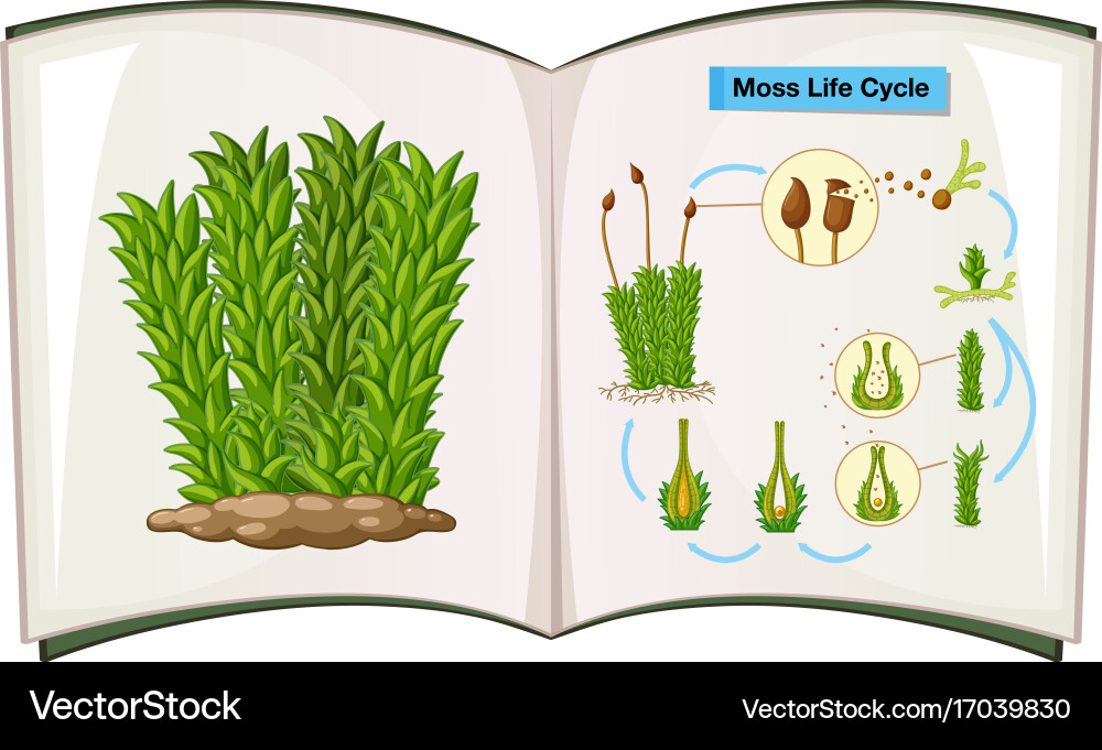 Moss Life Cycle Diagram Royalty Free Vector Image