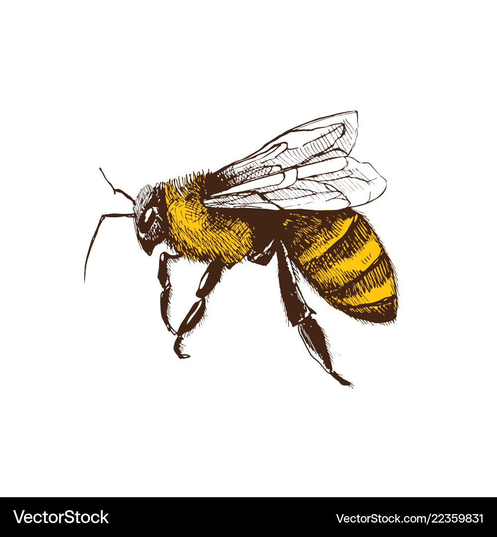 Wasp Tattoo Realistic Vector Images (over 120)