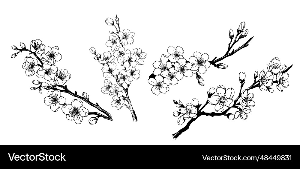 Set of sakura branches hand drawn sketch Vector Image