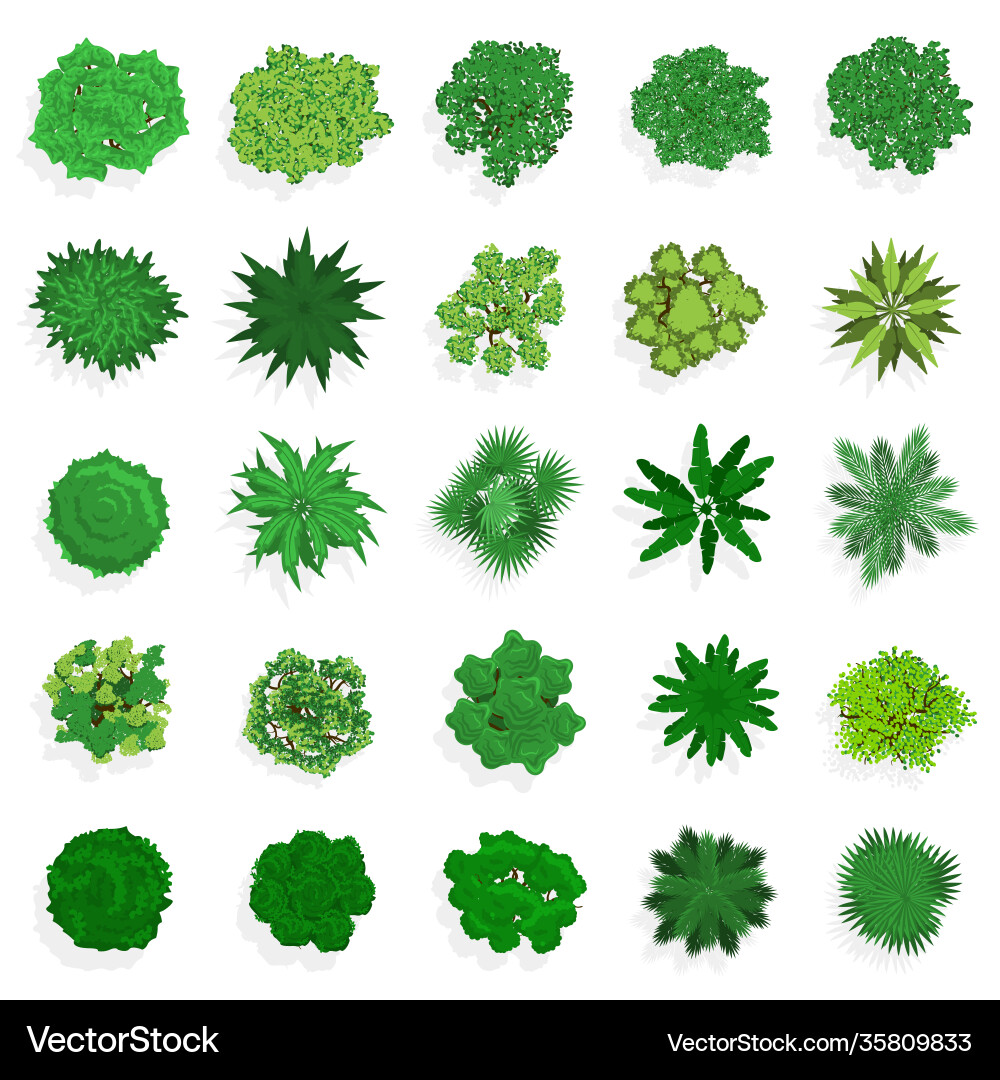 Tree Plan Vector Images (over 10,000)