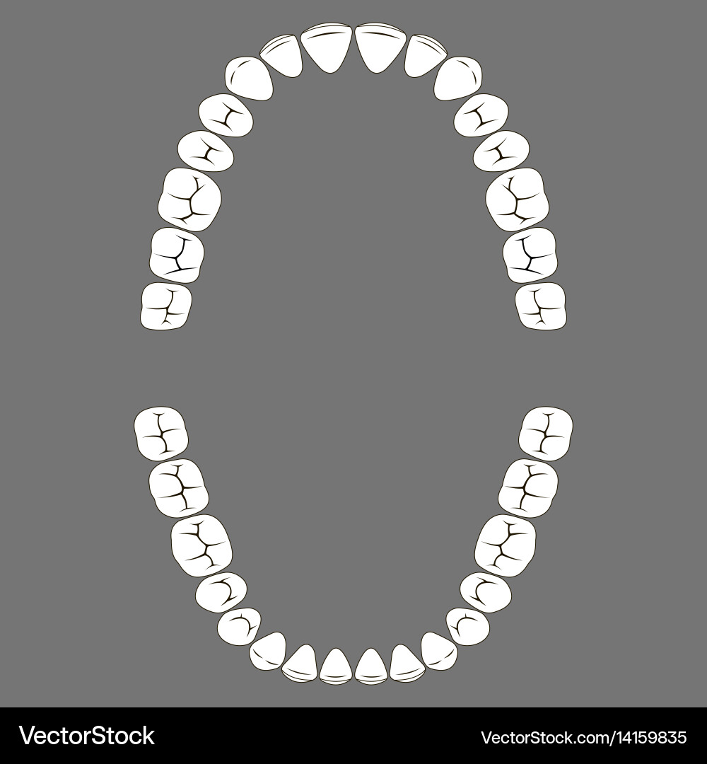 Chewing surface of human teeth upper and lower jaw