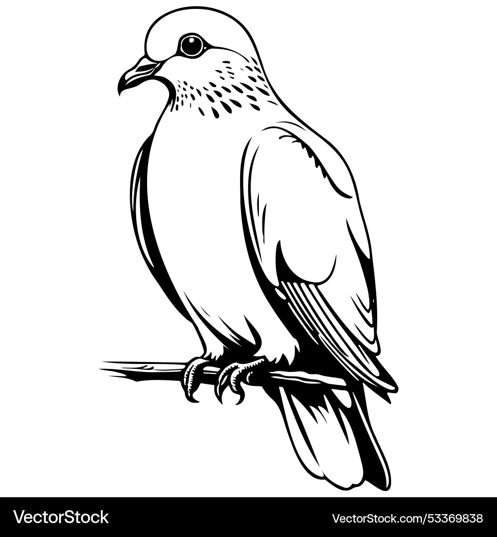 Engrave dove monochrome hand drawn line Royalty Free Vector