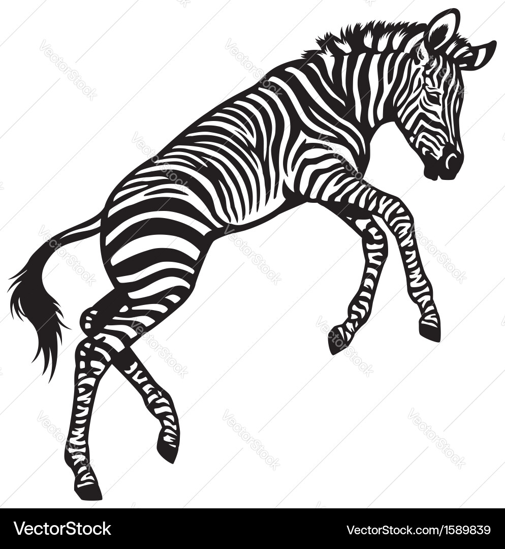 Zebra baby Royalty Free Vector Image - VectorStock