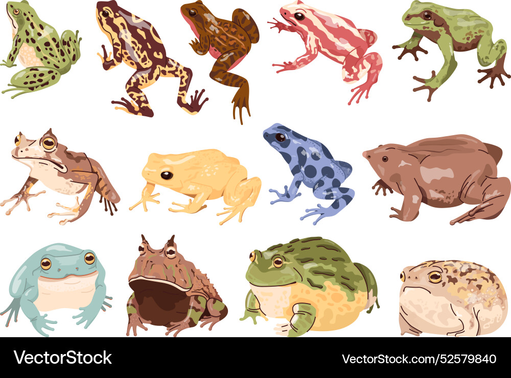 Cartoon frog toads exotic frogs and poison toad Vector Image