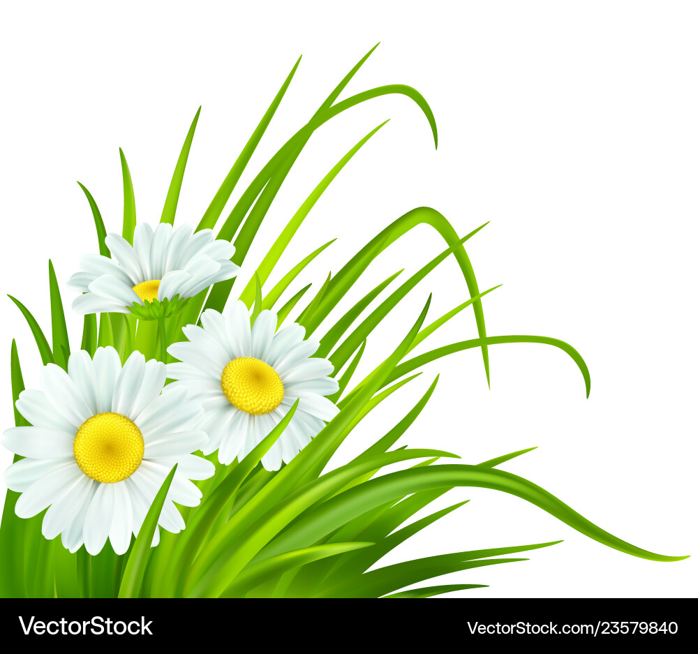 Spring background with daisies and fresh green Vector Image