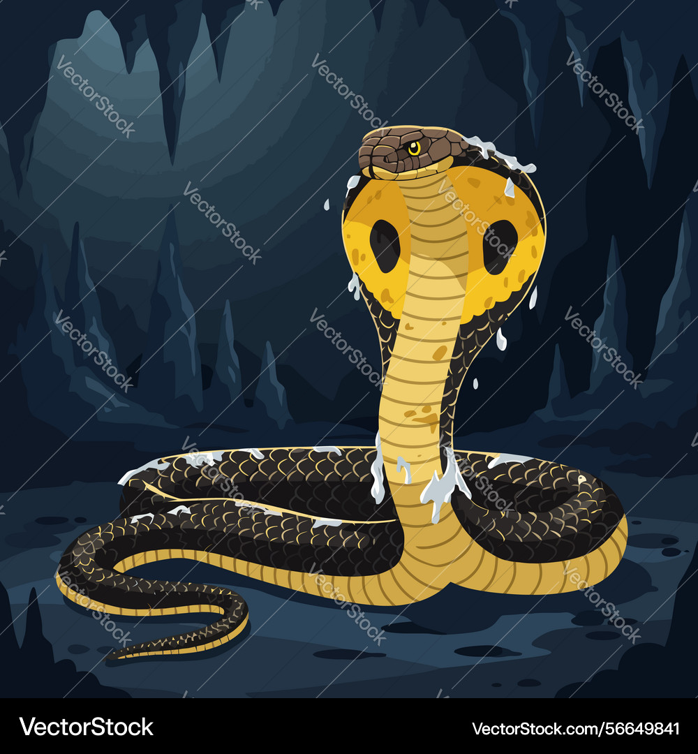 Cobra snake coiled in cave with dripping water Vector Image