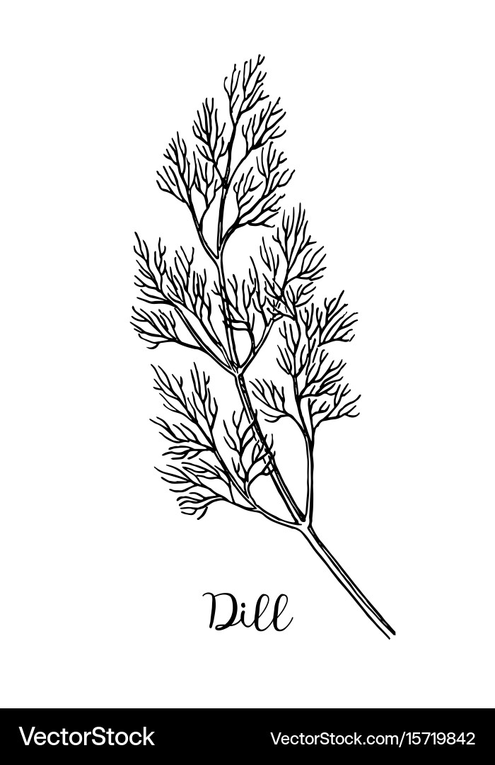 Dill ink sketch Royalty Free Vector Image - VectorStock