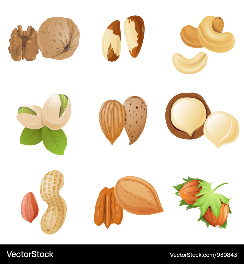 Detailed Nut Icon Set Royalty Free Vector Image